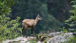 FVSC - Gämskommission